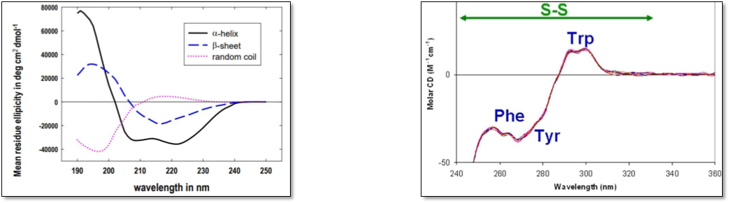 Higher Order Structure analysis by CD Spectroscopy - Center for ...