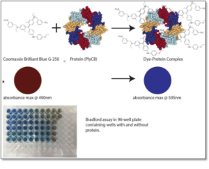 Protein Estimation by Bradford Assay - Center for Biopharma Analysis