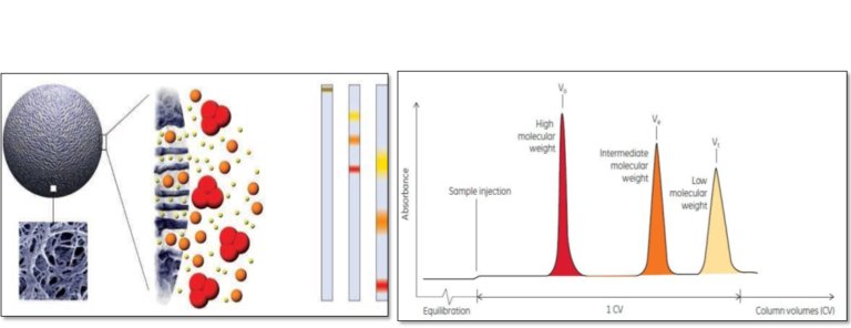 SEC-MALS as a tool for aggregation analysis - Center for Biopharma Analysis